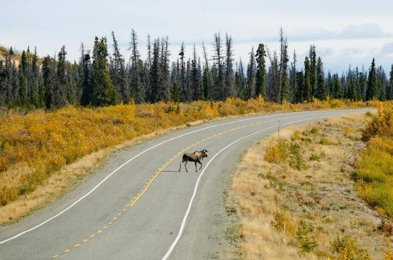 Yukon Deluxe Autumn Northern Lights | Discover Canada Tours