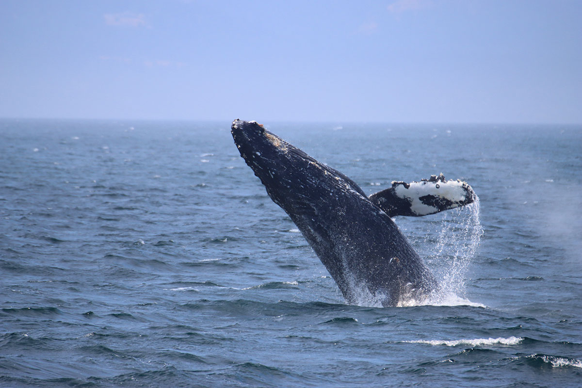 Best Time to Visit British Columbia: Seasons & Activities